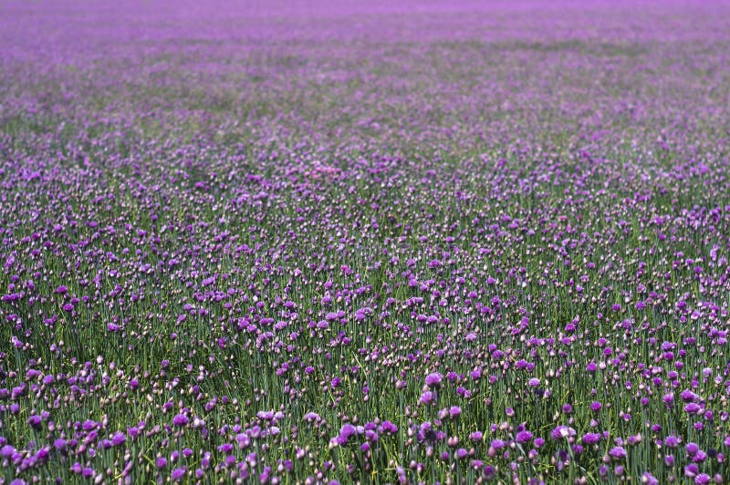 Field of chives flowers stock photo. Image of flower - 31542116