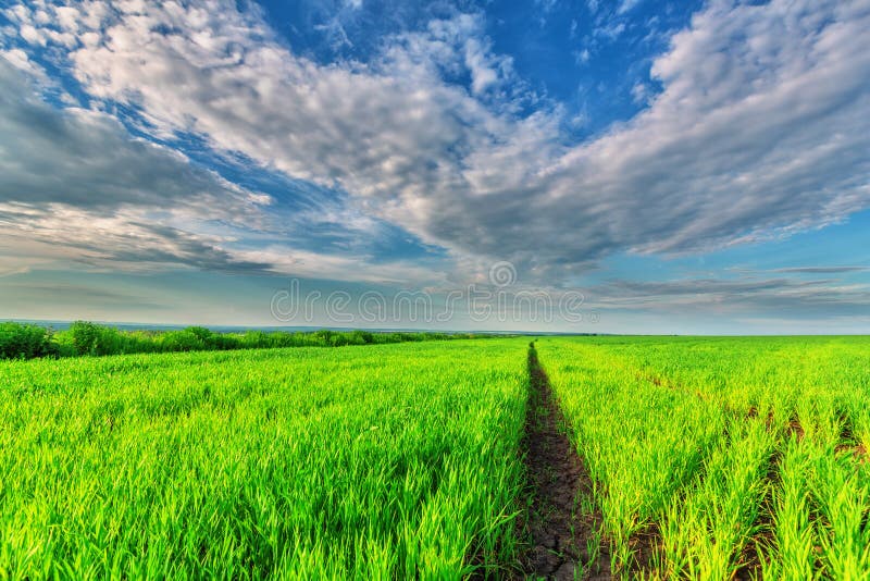 Field and cloudy sky stock image. Image of countryside - 197504927