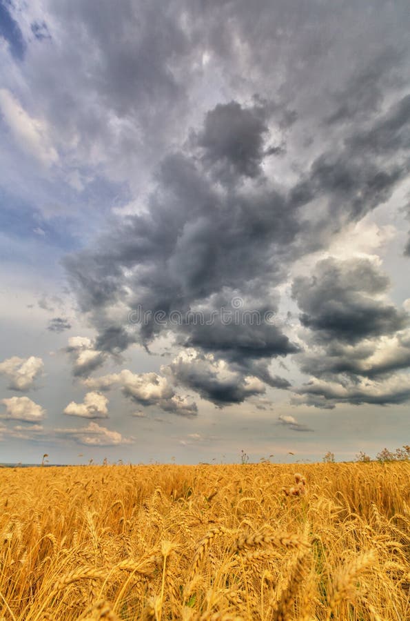 Field and cloudy sky stock photo. Image of color, industry - 213141794