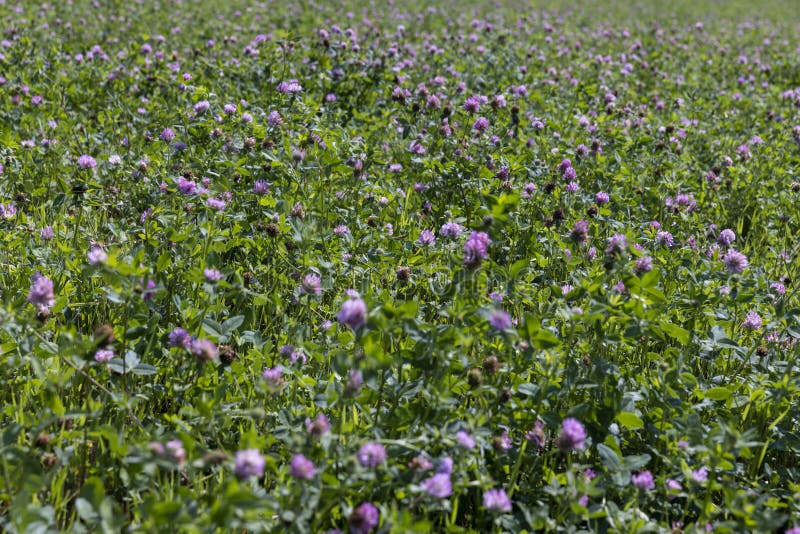 A Field with Clover for Feeding Animals on the Farm Stock Image - Image ...