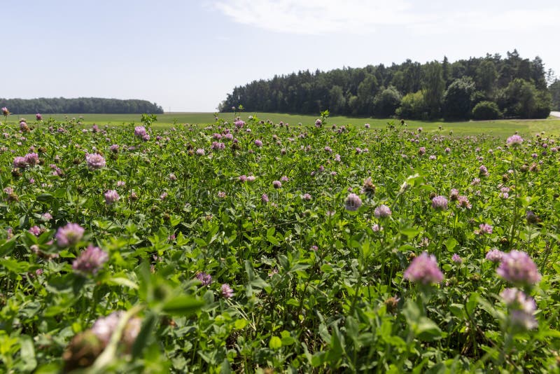 A Field with Clover for Feeding Animals on the Farm Stock Image - Image ...