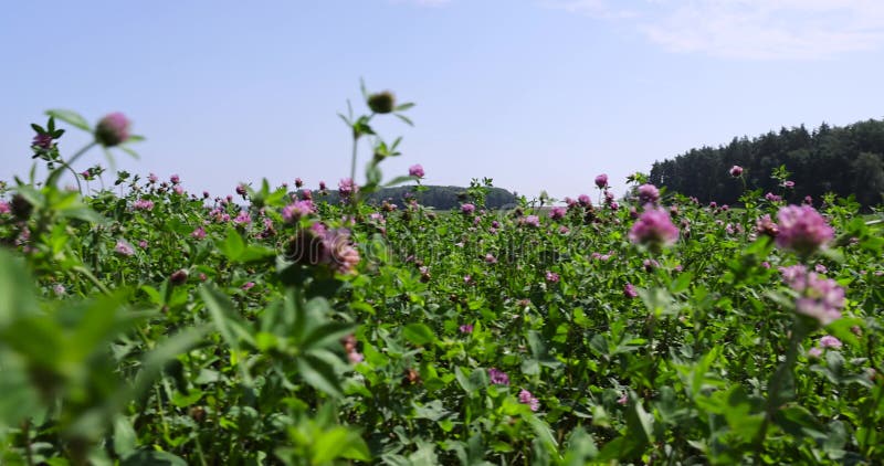 A Field with Clover for Feeding Animals on the Farm Stock Video - Video ...