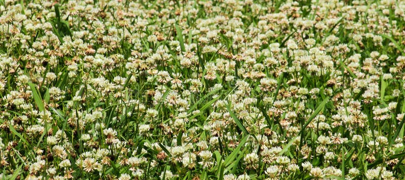 Field of clover stock image. Image of field, flower - 169311973
