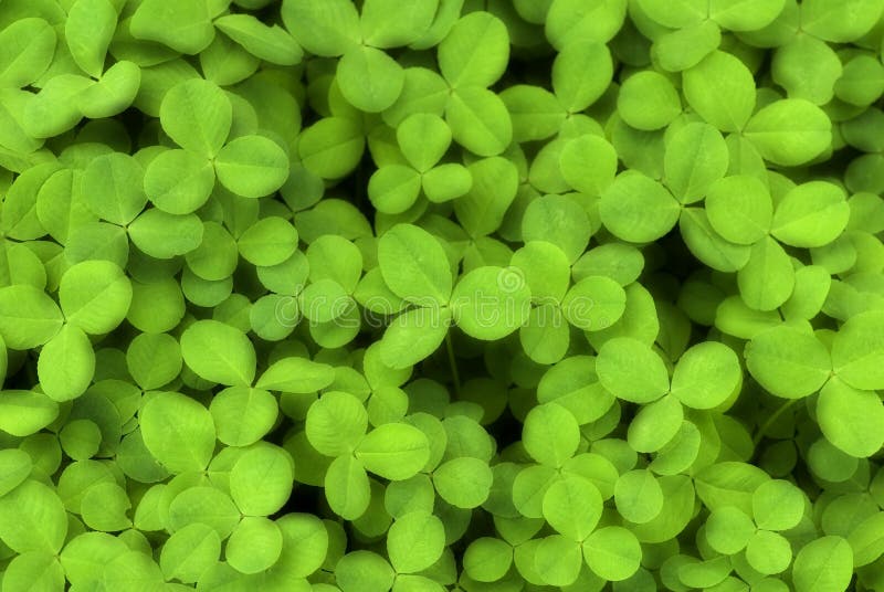 Field of Clover Soft-Glow Montage Stock Image - Image of green ...