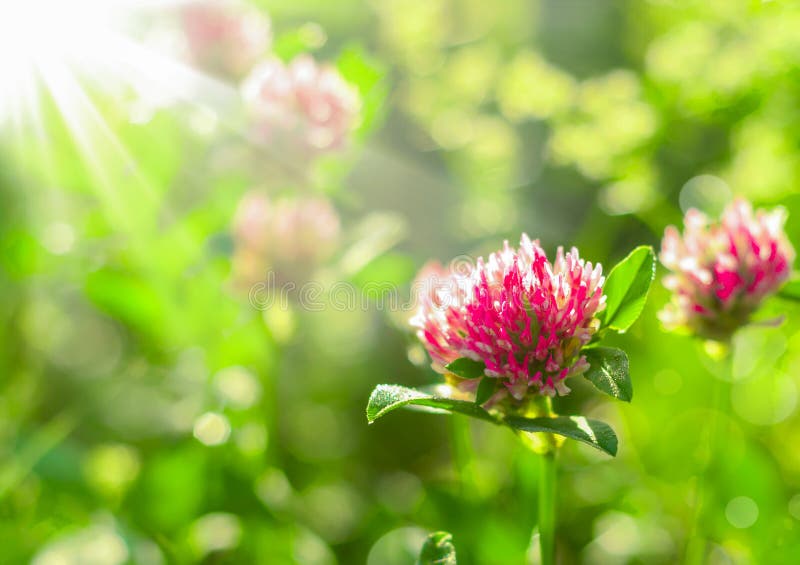 Field Clover Under Sun Beams, Design Stock Photo - Image of blossoming ...