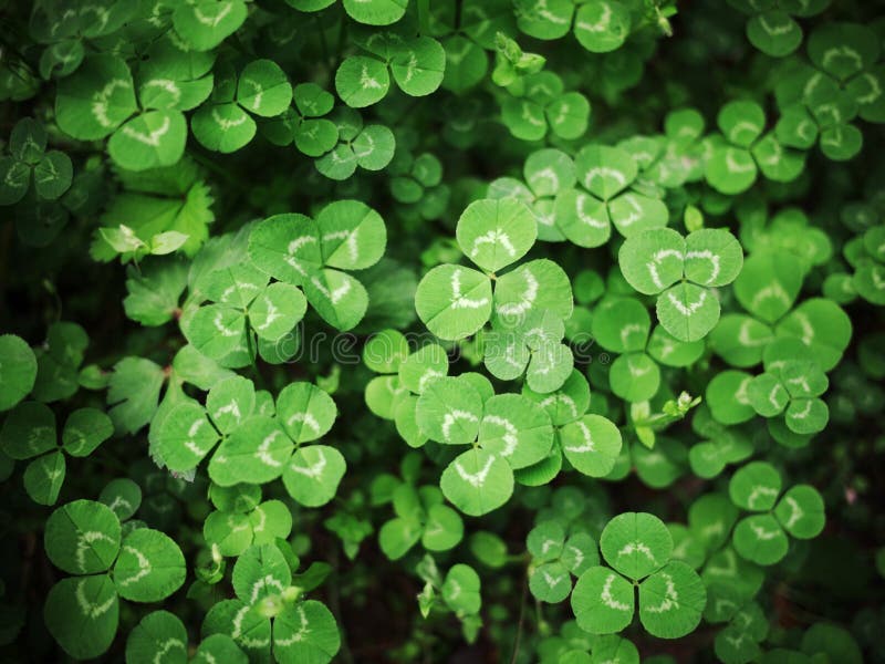 Field of Clovers stock photo. Image of leaves, grass - 20042946