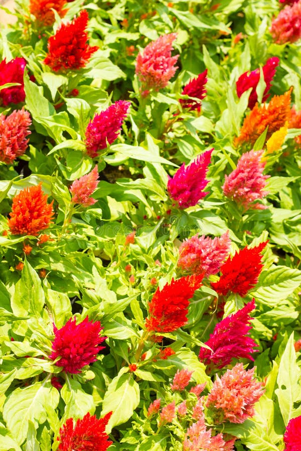 Field of Red Cockscomb or Crested Celosia in the Park. Red Cockscomb ...