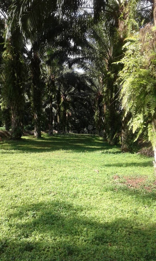 A Field of Coconut Palm at an Agricultural Institute. Stock Image ...