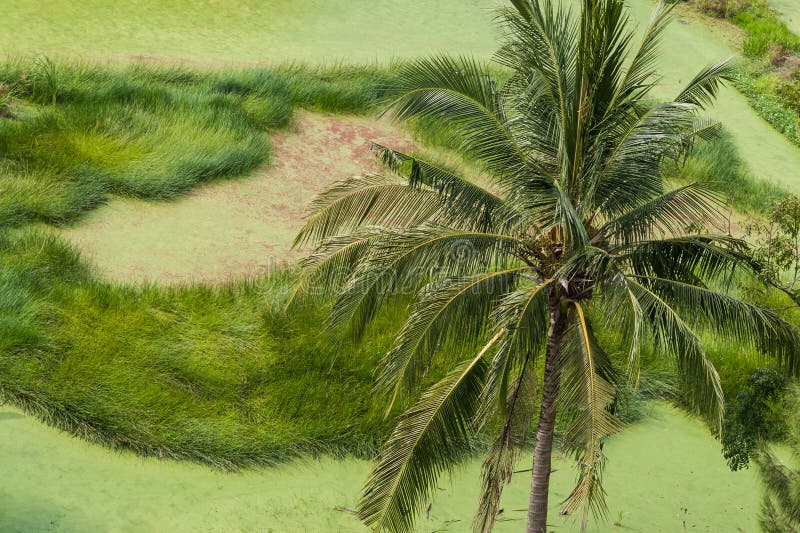Field of Coconut Tree in Thailand Stock Image - Image of food, canal ...