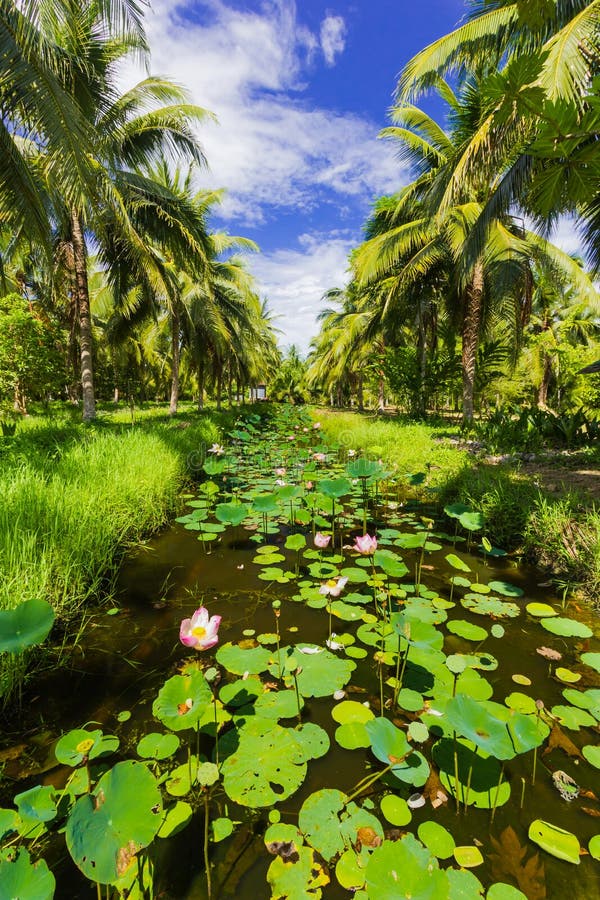 Field of coconut trees stock image. Image of lotus, color - 27170905