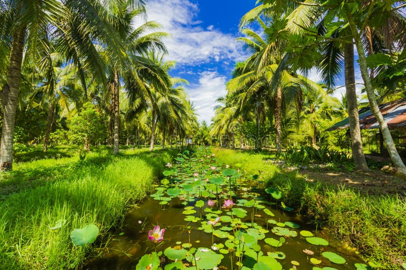 Field of coconut trees stock image. Image of garden, forest - 27170951