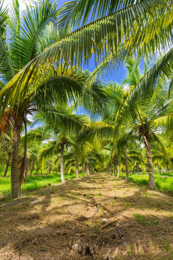 Field of coconut trees stock image. Image of garden, forest - 27170951