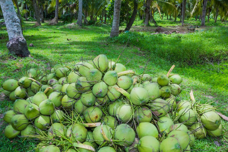 Field of coconut trees stock image. Image of group, ditch - 27328487