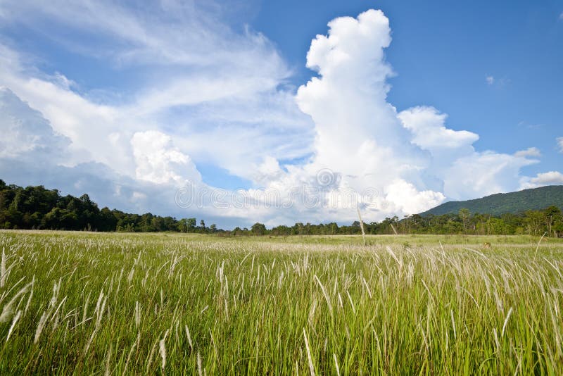 Field of cogon grass stock image. Image of wild, grass - 41268907