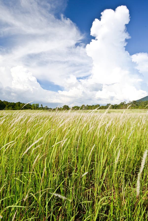 Field of cogon grass stock photo. Image of beautiful - 43446954