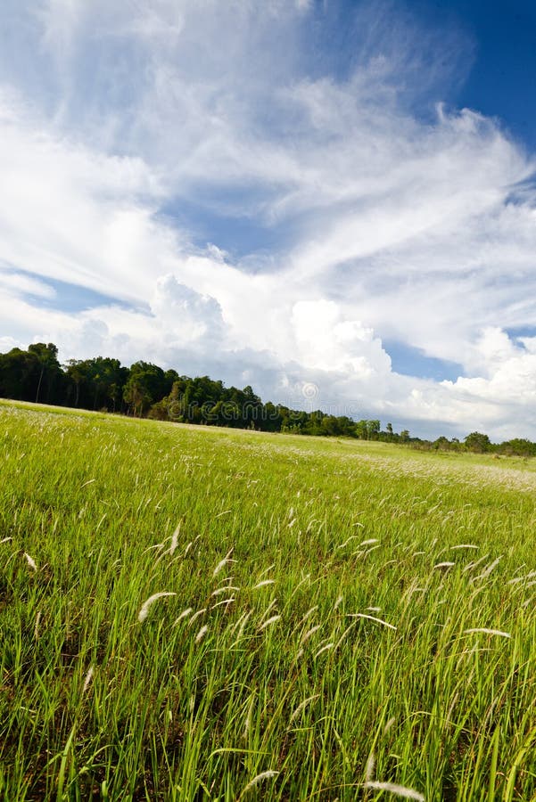 Field of cogon grass stock image. Image of plant, spring - 43925459