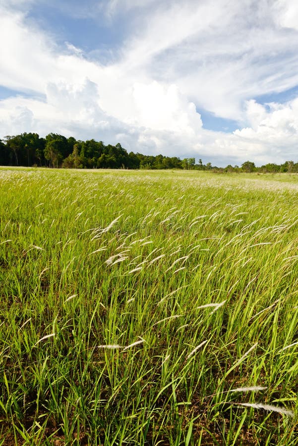 Field of Cogon Grass with Cloud Stock Photo - Image of cloud, field ...