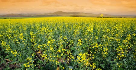 Field of cole flowers stock image. Image of landscapes - 27719647