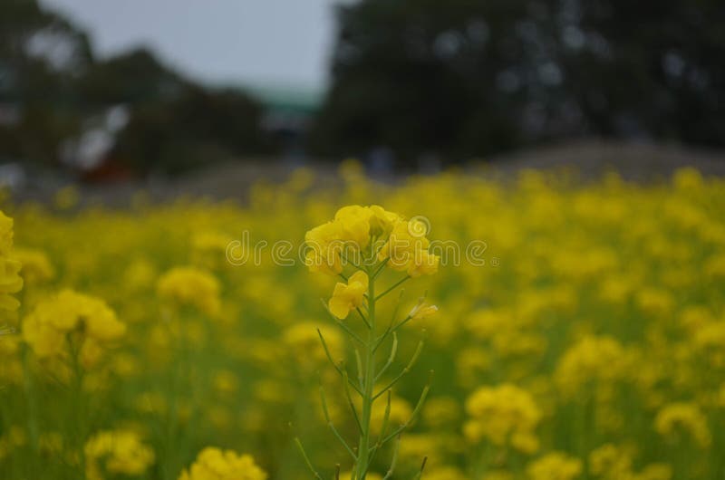 Field of cole flowers stock image. Image of landscapes - 27719647