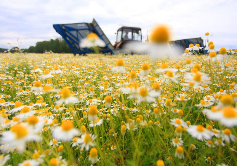 Field of Colorful Daisy with Out of Focus Farm Tractor in the ...