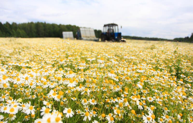 Field of Colorful Daisy with Out of Focus Farm Tractor in the ...