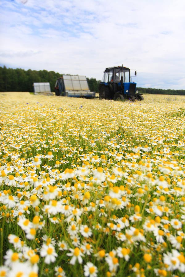 Field of Colorful Daisy with Out of Focus Farm Tractor in the ...