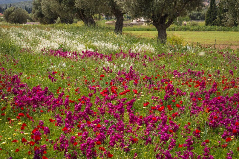 FLOWERS, GREECE, CRETE stock photo. Image of blue, flora - 84338984