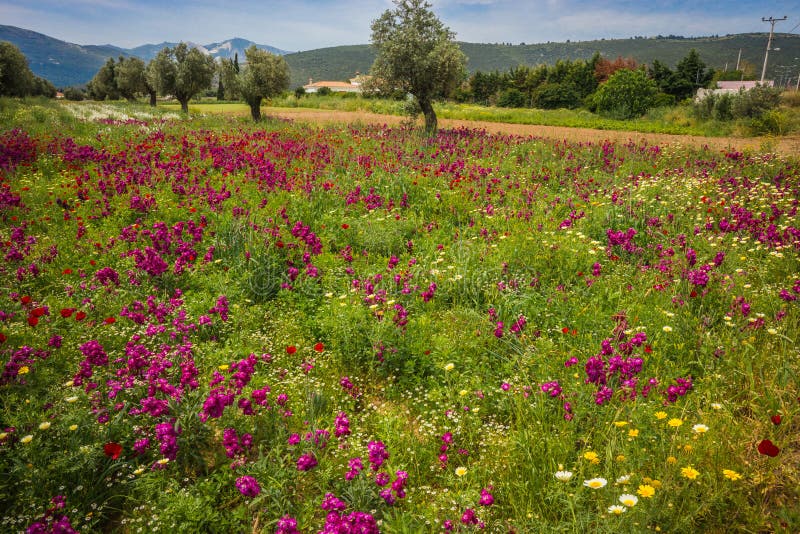 Field of Colorful Spring Flowers in Schinias, Greece Stock Photo ...
