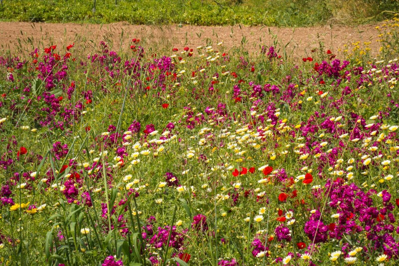Field of Colorful Spring Flowers in Schinias, Greece Stock Photo ...