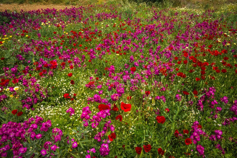 Field of Colorful Spring Flowers in Schinias, Greece Stock Image ...