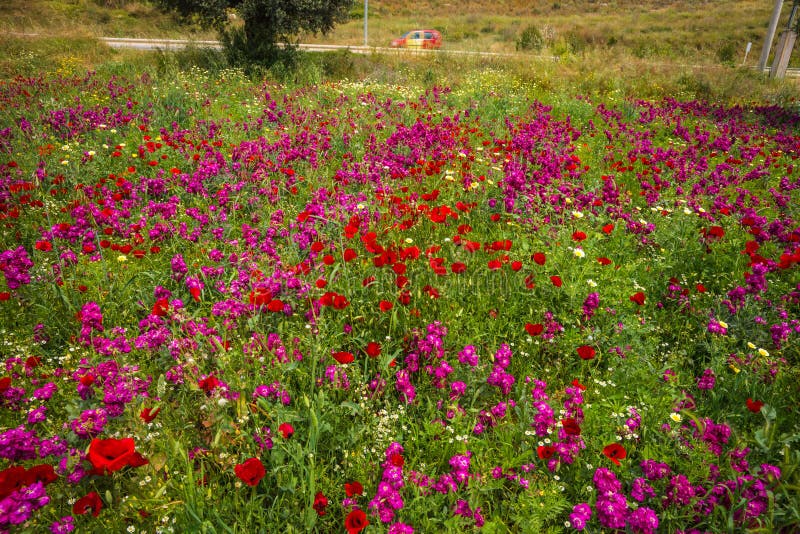 Field of Colorful Spring Flowers in Schinias, Greece Stock Image ...