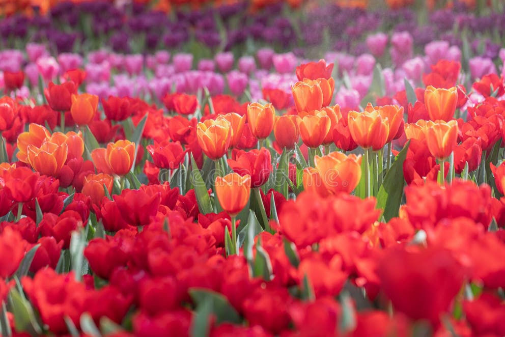 Field of Colorful Tulips in Bloom at Springtime Stock Image - Image of ...