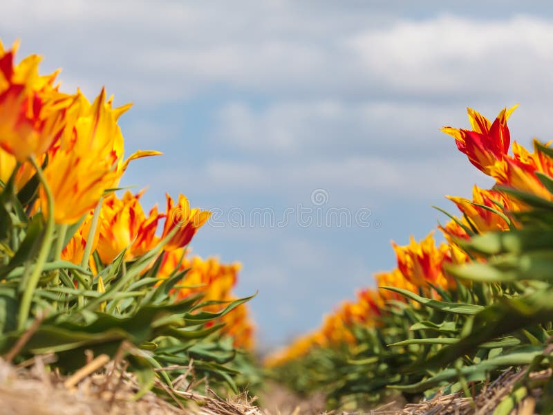 Field of Colorful Tulips in Spring Stock Image - Image of season ...