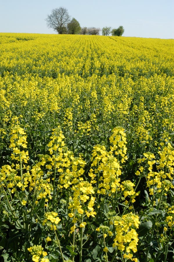 Field of Colza stock photo. Image of economy, france - 47773194