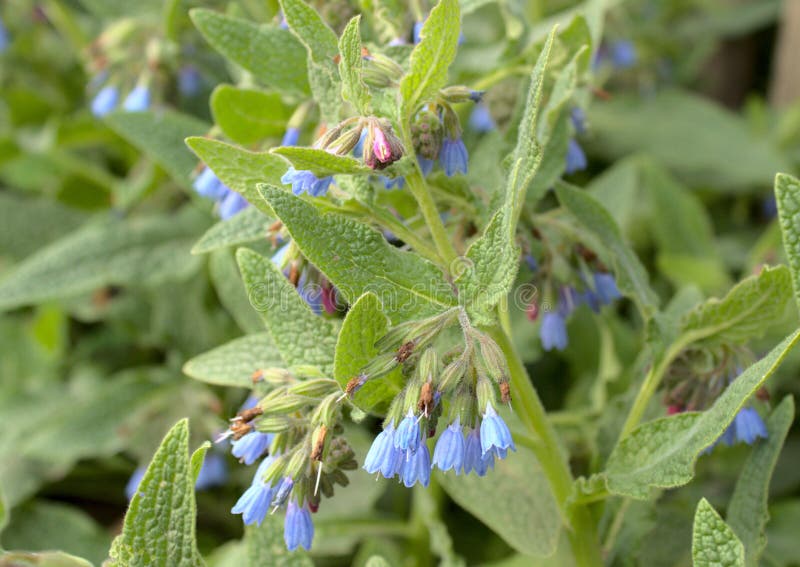 Field of Comfrey with Blossoms Stock Photo - Image of medical, health ...