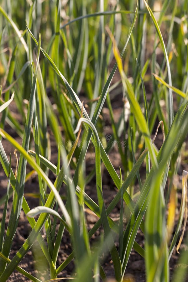 A Field Completely Planted with Garlic in Summer Stock Image - Image of ...