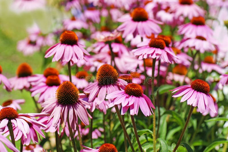 Field of coneflowers stock image. Image of wildflower - 26008245