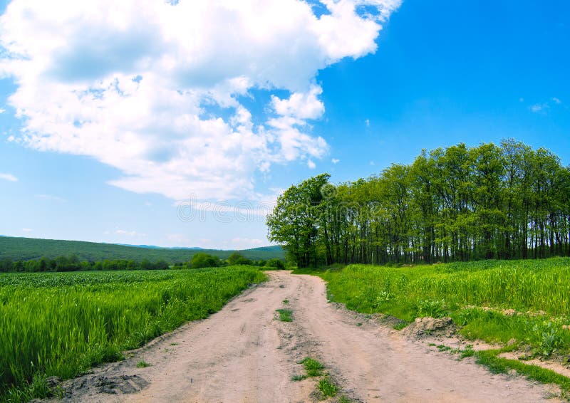 Field and copse stock photo. Image of summer, copse, planting - 47724290