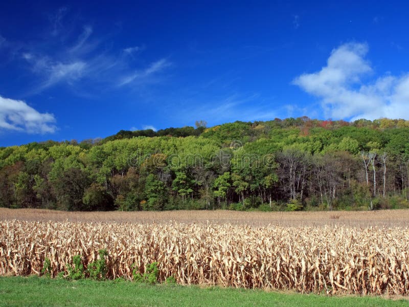 Corn Crop in Minnesota at Fall Stock Photo - Image of ground, corn ...
