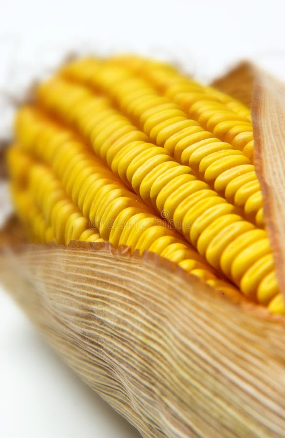 Field corn stock image. Image of still, maize, husk, grain - 17914215