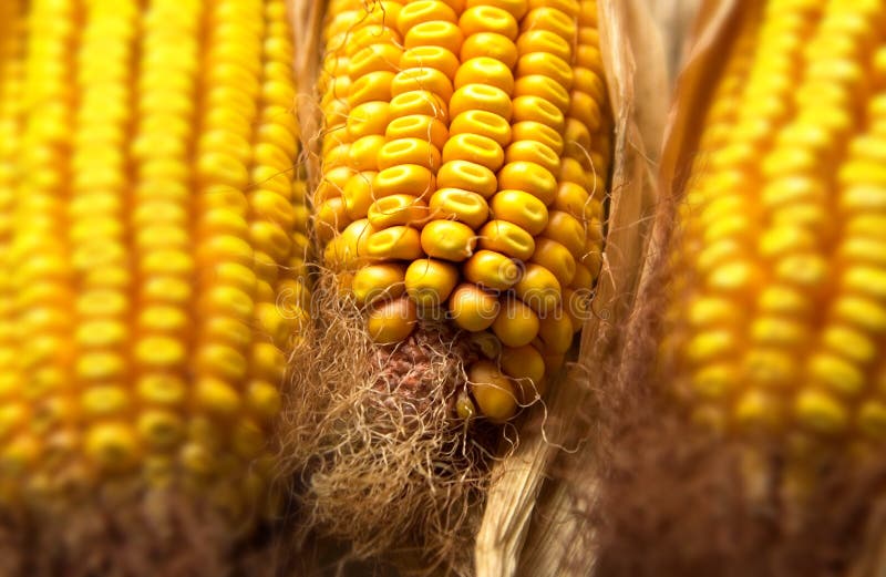 3,316 Field Corn Kernels Stock Photos - Free & Royalty-Free Stock ...