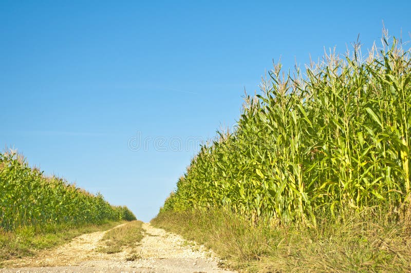 Field of corn stock image. Image of food, field, popcorn - 21194591