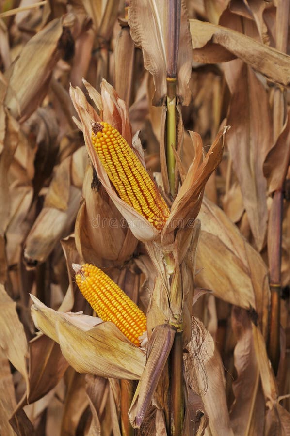 Field corn stock image. Image of clip, grain, cattle - 21535971