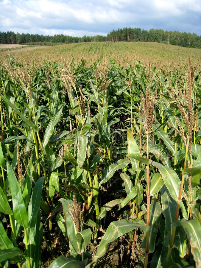 Field of corn stock photo. Image of fuels, scene, fresh - 6412782