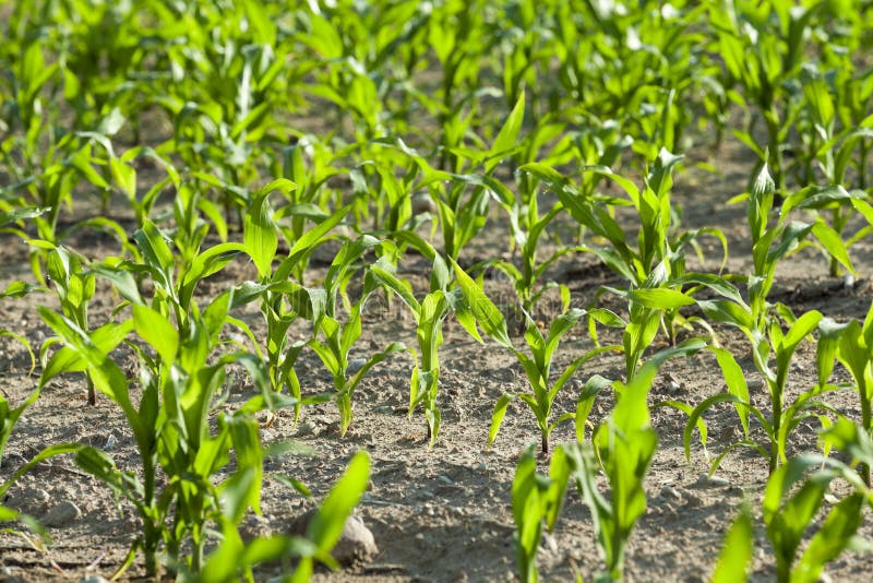 Field with corn stock photo. Image of green, harvesting - 86065520