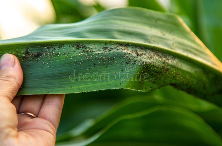 Field Corn Aphids Leaves Parasites Pests. Selective Focus Stock Image ...