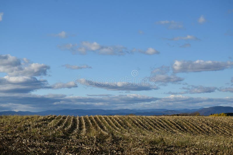 A Field in the Fall after the Harvest Stock Image - Image of ciel, arce ...