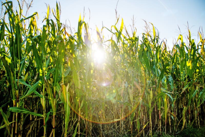 Field of Corn in Back Light Stock Image - Image of bright, beam: 106806457