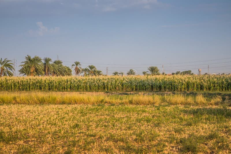 Field Grain Nile Stock Photos - Free & Royalty-Free Stock Photos from ...