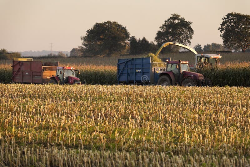 Field Of Corn Being Harvested Stock Photo - Image of country, industry ...